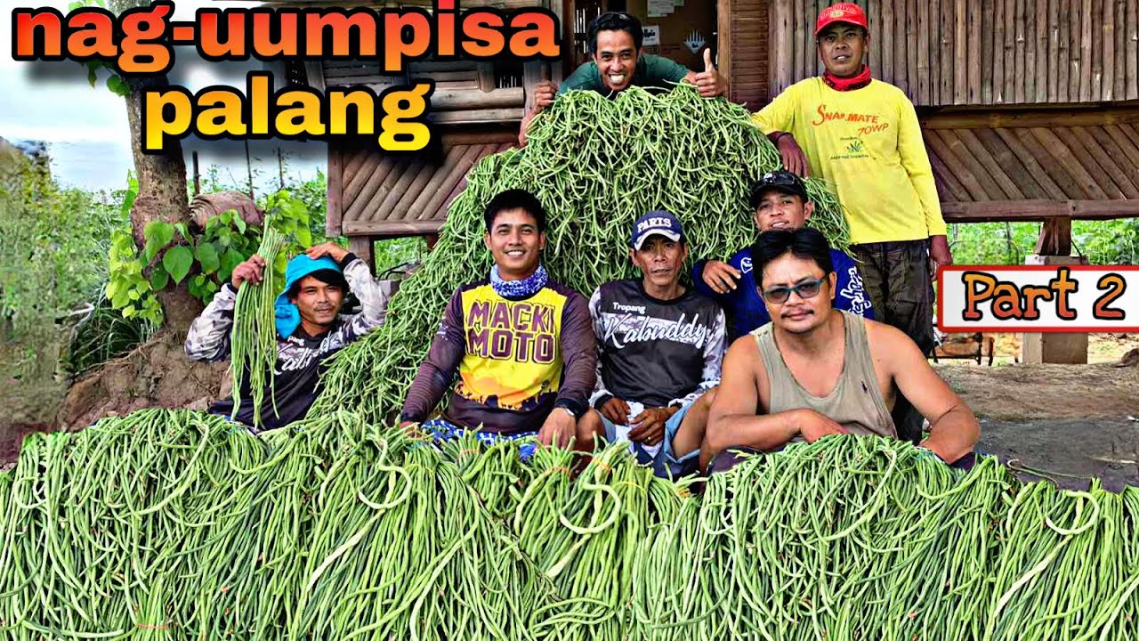 MASAGANANG HARVEST: Grabe sa Bunga, Habol sa Trabaho (Part2) - YouTube