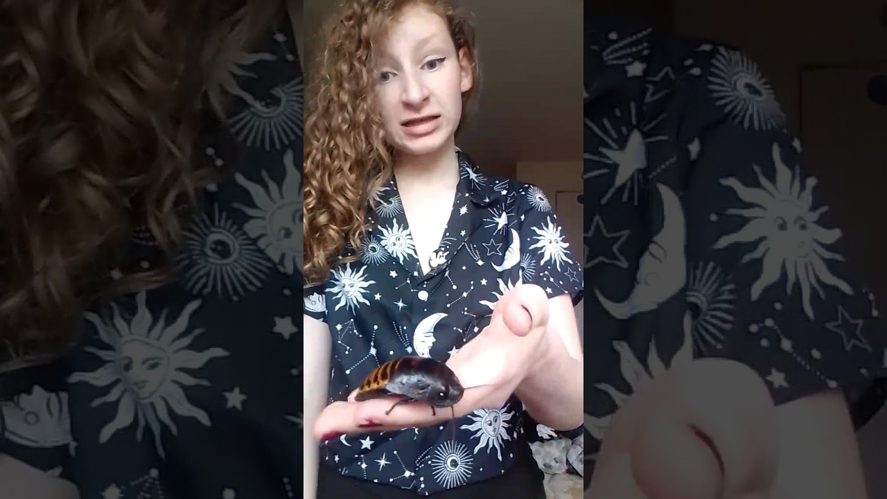 Proud cockroach owner 😄 #cockroach #viral #foryou #emo #funny #pets # ...