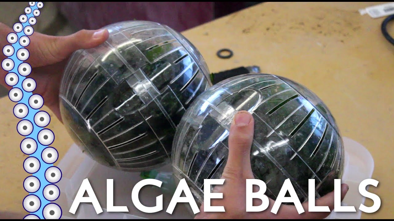 Episode 3-5: Algae Balls - YouTube