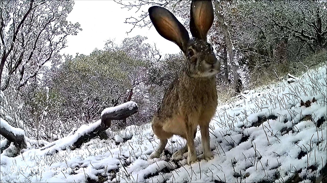 Blacktail Jackrabbit in Snowfall - Ruch, Oregon - YouTube