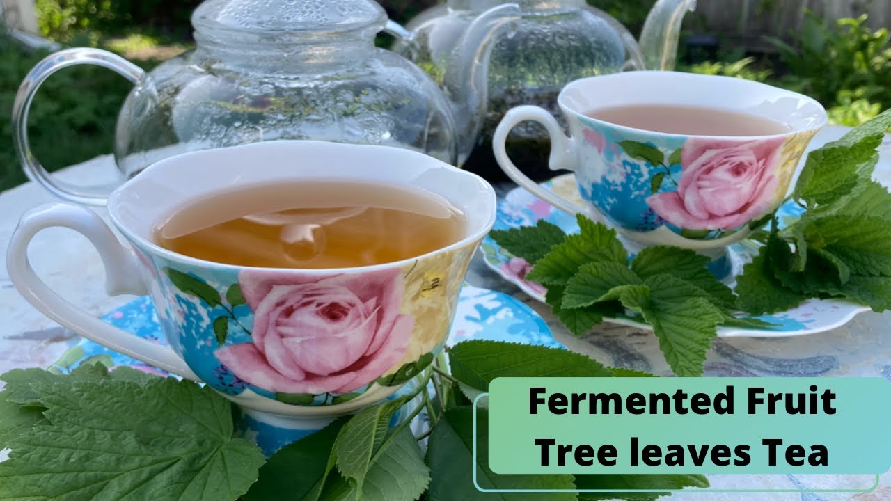 How to make Fermented Tea from Fruit Tree leaves - YouTube