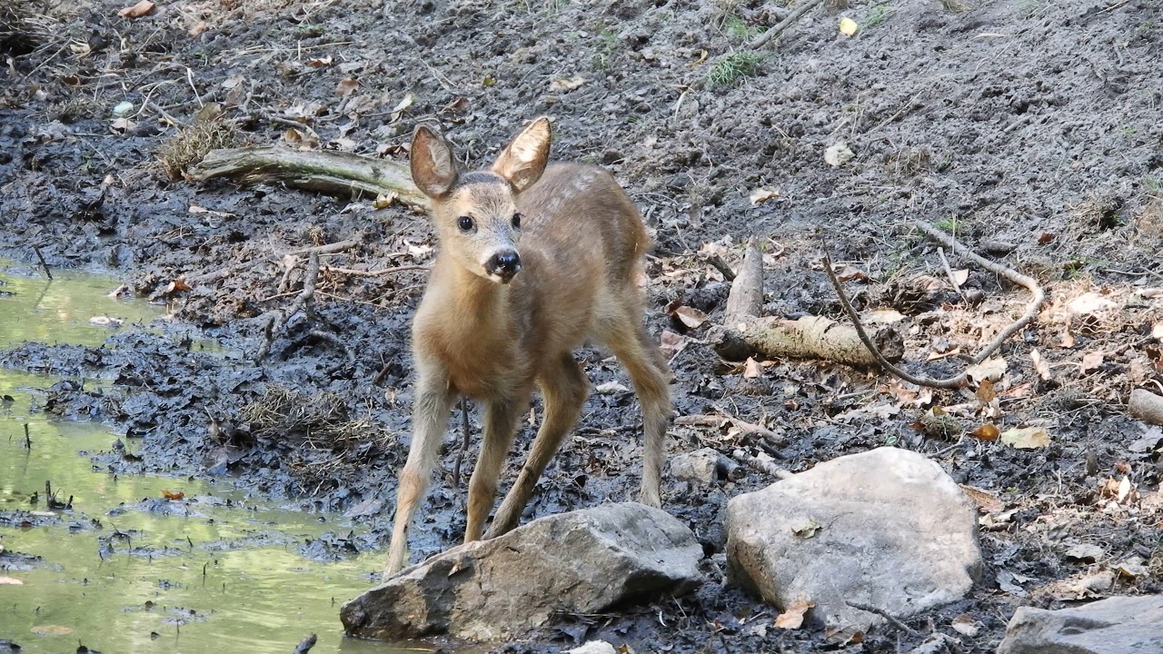 DEER young / REE jong dier (Capreolus capreolus) - YouTube