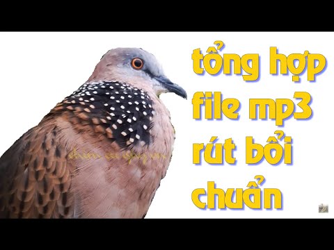 Mp3 tổng hợp tiếng cu gáy kích bổi nhanh nổi