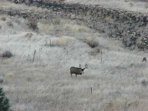 big oregon buck 036 - YouTube