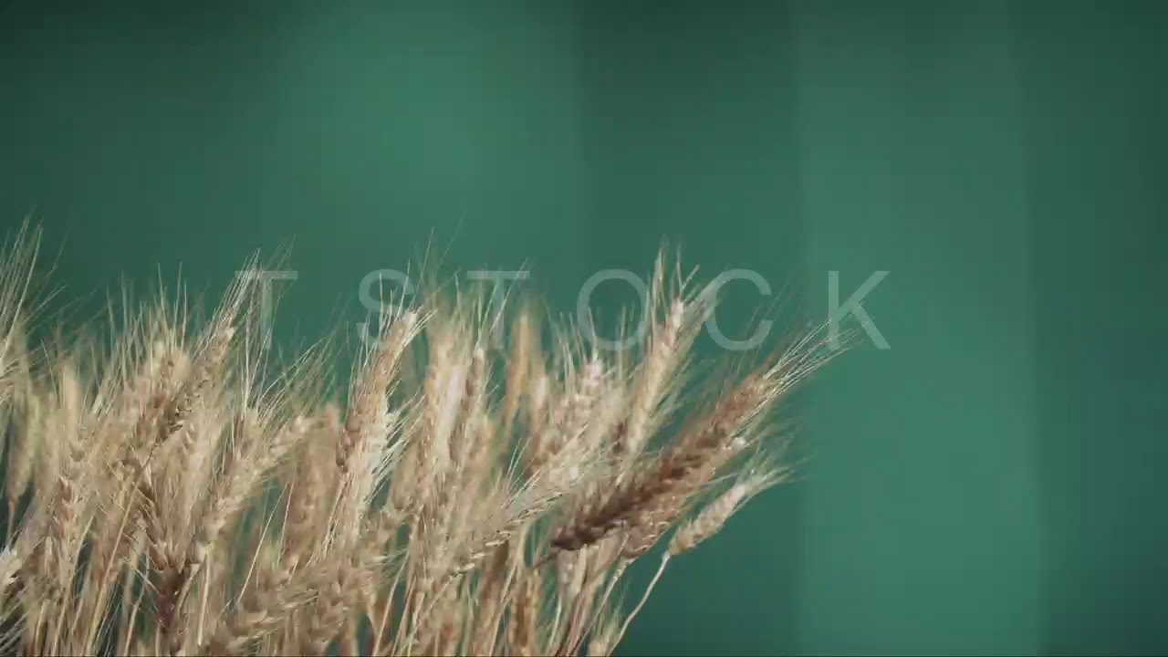 Wheat / ข้าวสาลี / Green Screen / Fv F 0034 - YouTube
