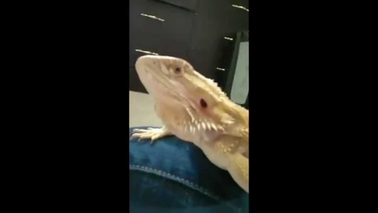 Bearded Dragon eating pinky mouse for the first time! (extended version ...