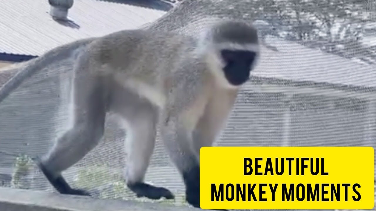 Enjoy Best of monkey moments. - YouTube