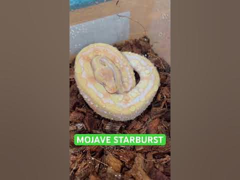 Mojave starburst ball python deep in shed - YouTube