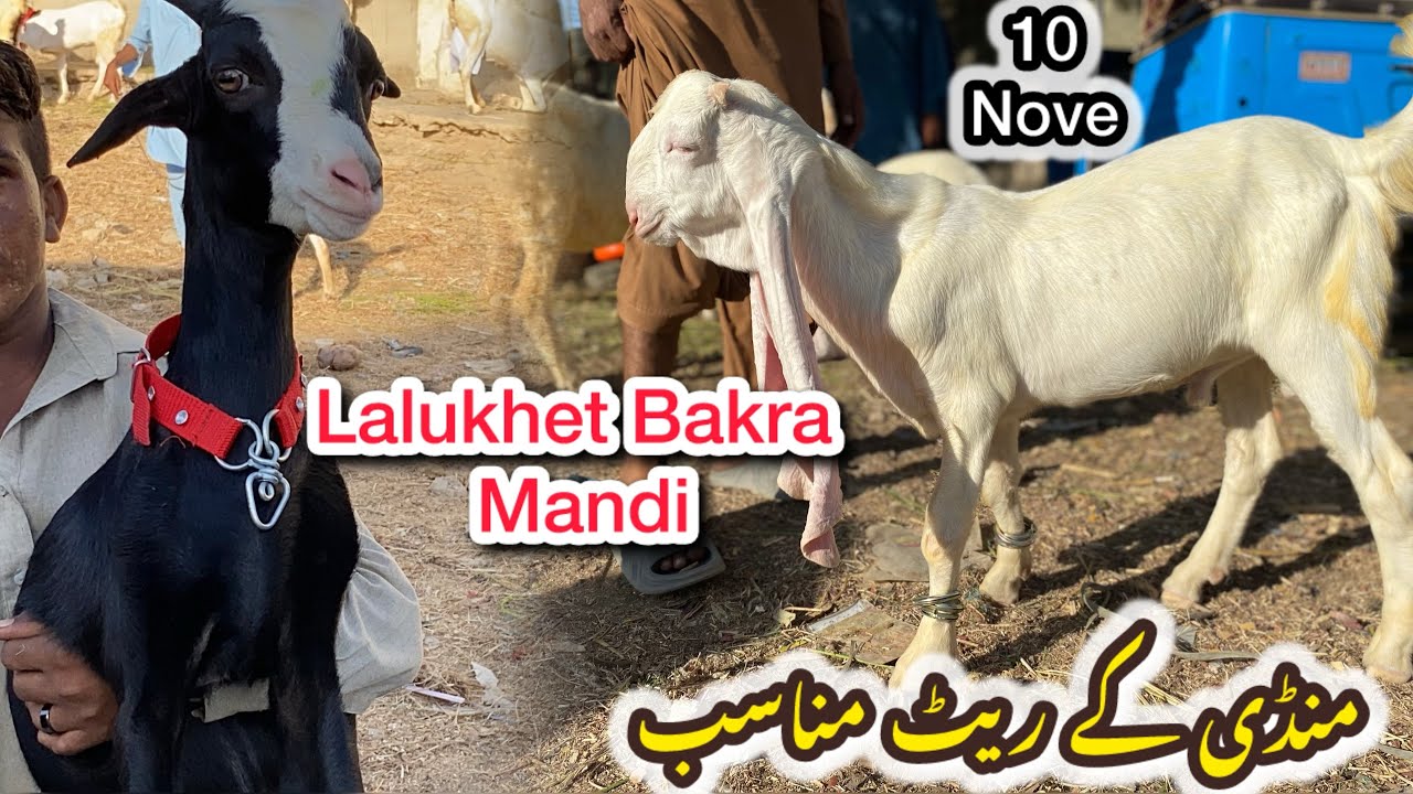 Lalukhet Bakra Mandi Latest update 2024 l mandi k rate munasib ll # ...