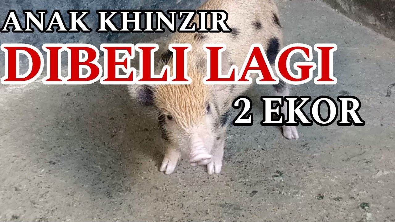 Anak Khinzir Sudah Mulai Diambil Pembeli Hari Ini 2 Ekor - YouTube