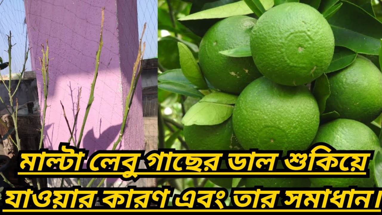 মাল্টা লেবু গাছের ডাল শুকিয়ে যাওয়ার কারণ এবং তার সমাধান।।Dieback of ...