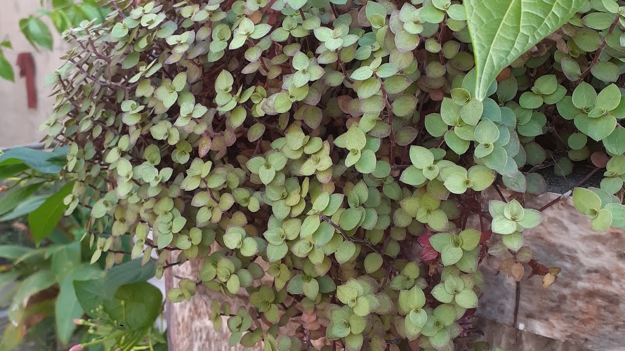 How to grow turtle vine free from cutting - YouTube