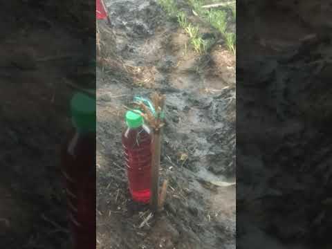 NGAJI TANI (tutorial usir ayam)