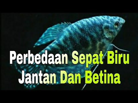 Cara Mudah Membedakan Ikan Sepat Biru, Jantan Dan Betina - YouTube