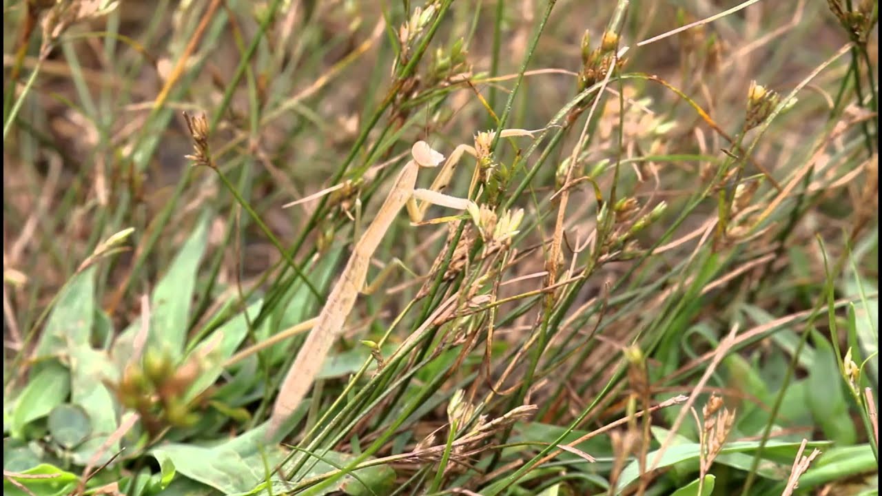 Small Preying Mantis at Oliver Mill Park - YouTube