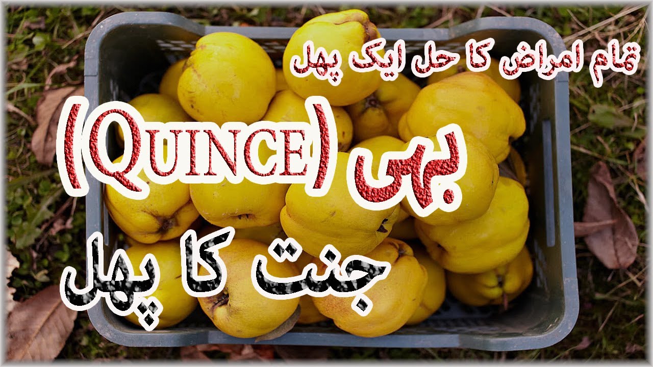 Bahi Fruit Ke Fawaid - YouTube