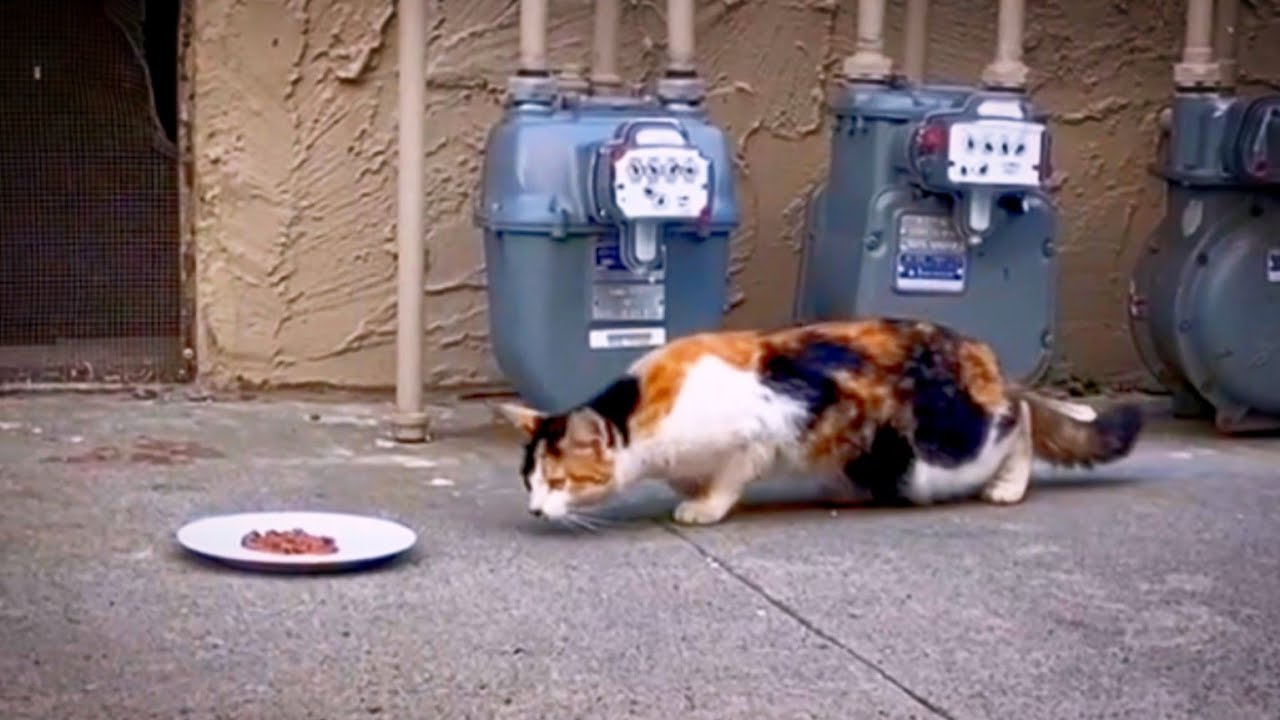 Saving A Stray Cat Trapped In The Basement - YouTube