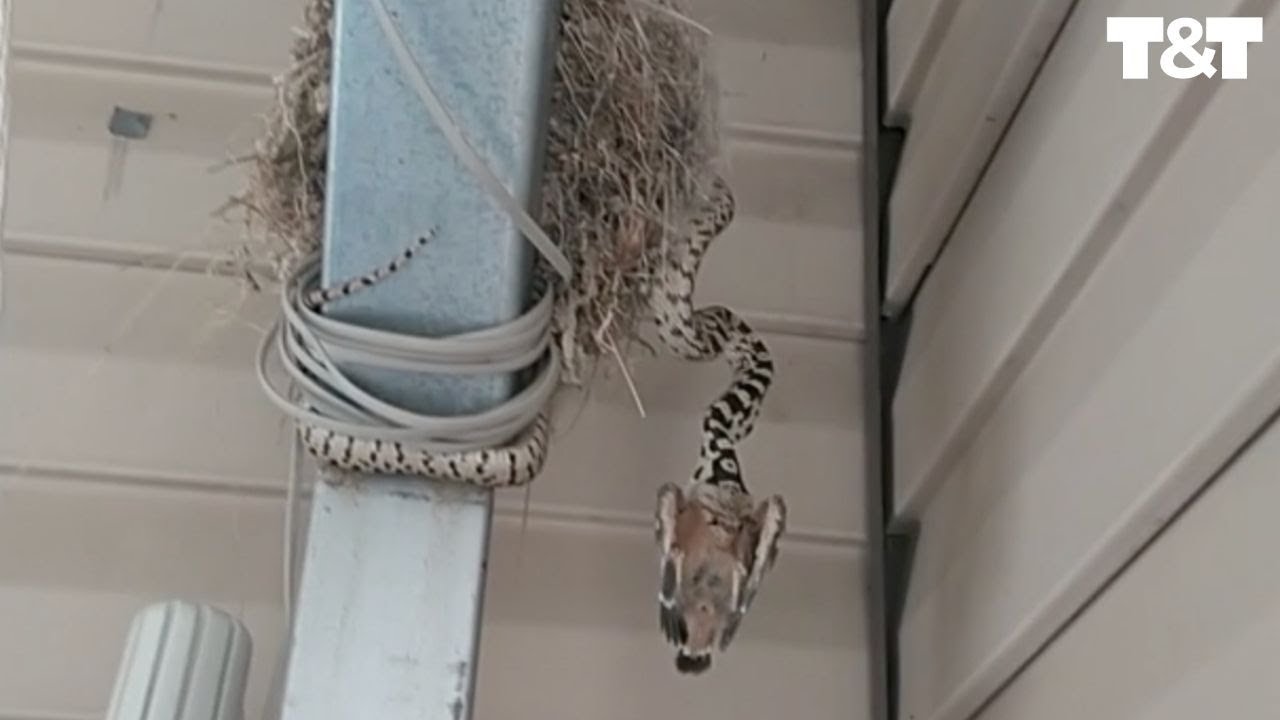 Snake Climbs To Catch Bird - YouTube