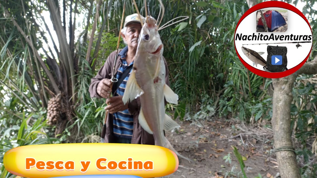 Pesca y sudado de nicuro# fishing and sweating nick 🎣😋 - YouTube