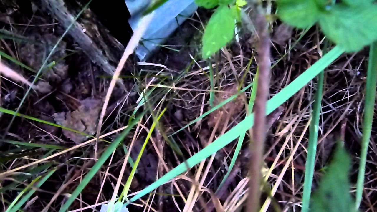 Young Turkey Vultures Hissing-Roaring Under Trailer Northern MN-USA ...