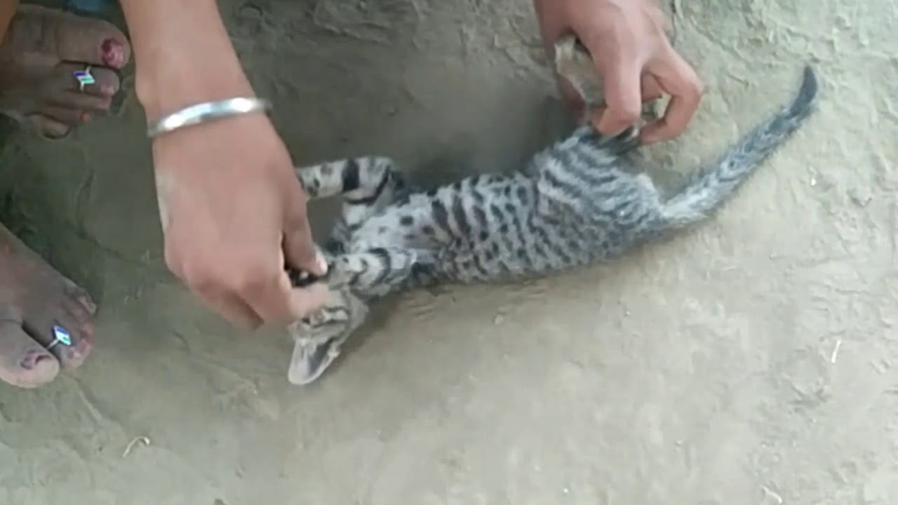 Desi cat dance 💃 - YouTube