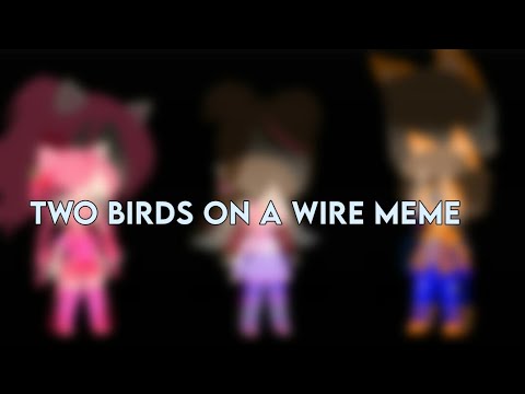 Two birds on a wire Meme || Angst? || ft. Trio miracle || inspired by ...