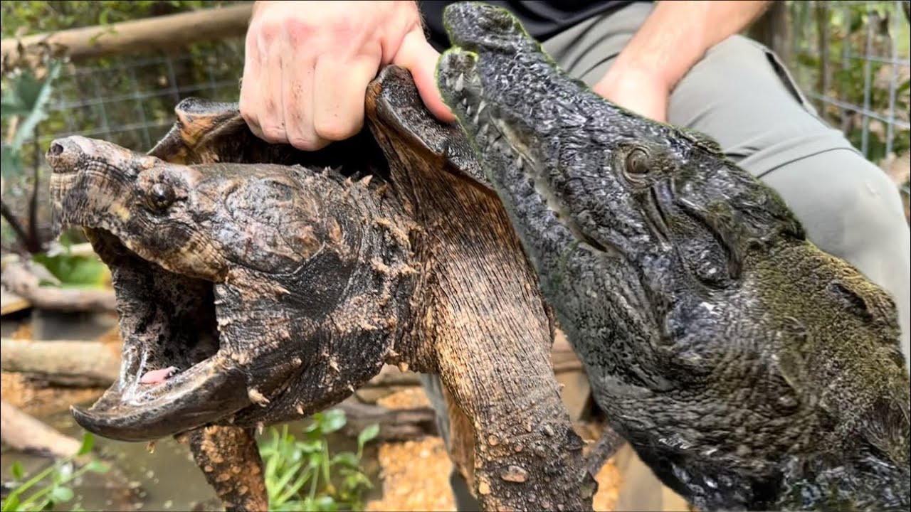 Croc feeding, new snapping turtle! - YouTube