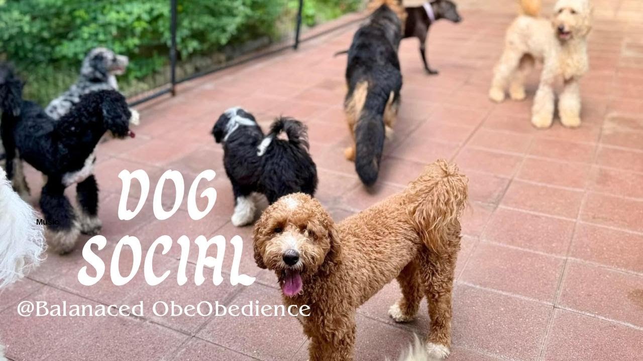 Dog Social Balanced Obedience | Best Dog Training Center - YouTube