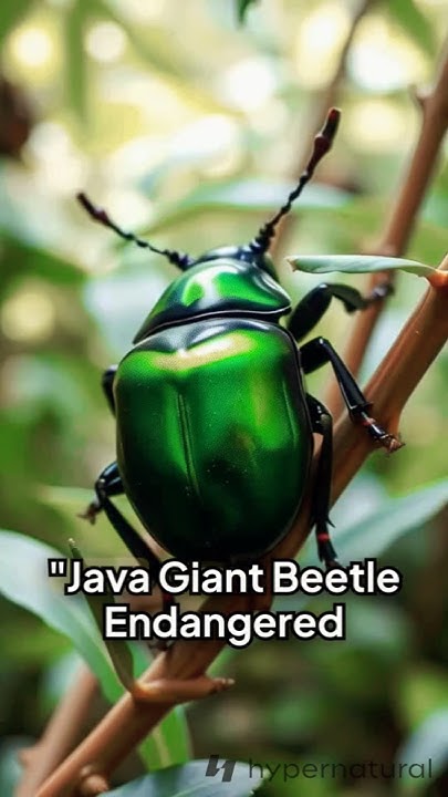 Will the Java giant beattle exist #indonesia #facts # ...