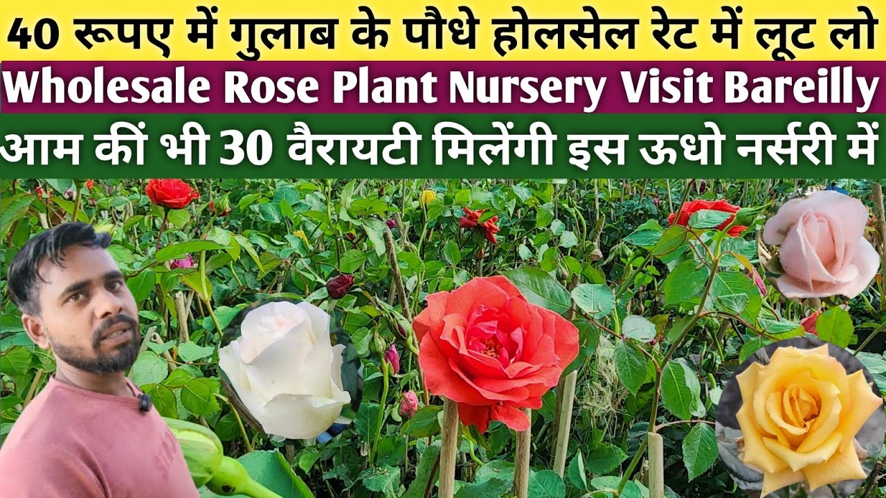 Rose Plant Nursery Visit🌹Fruit Plant Nursery Visit🌹Wholesale Nursery ...