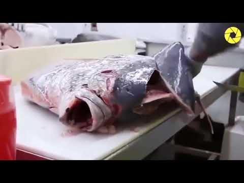 İnanılmaz Büyük Balık Kesme Becerileri. HAVYARIN PAHALI OLMA SEBEBİ.Amazing Big Fish Cutting Skills.