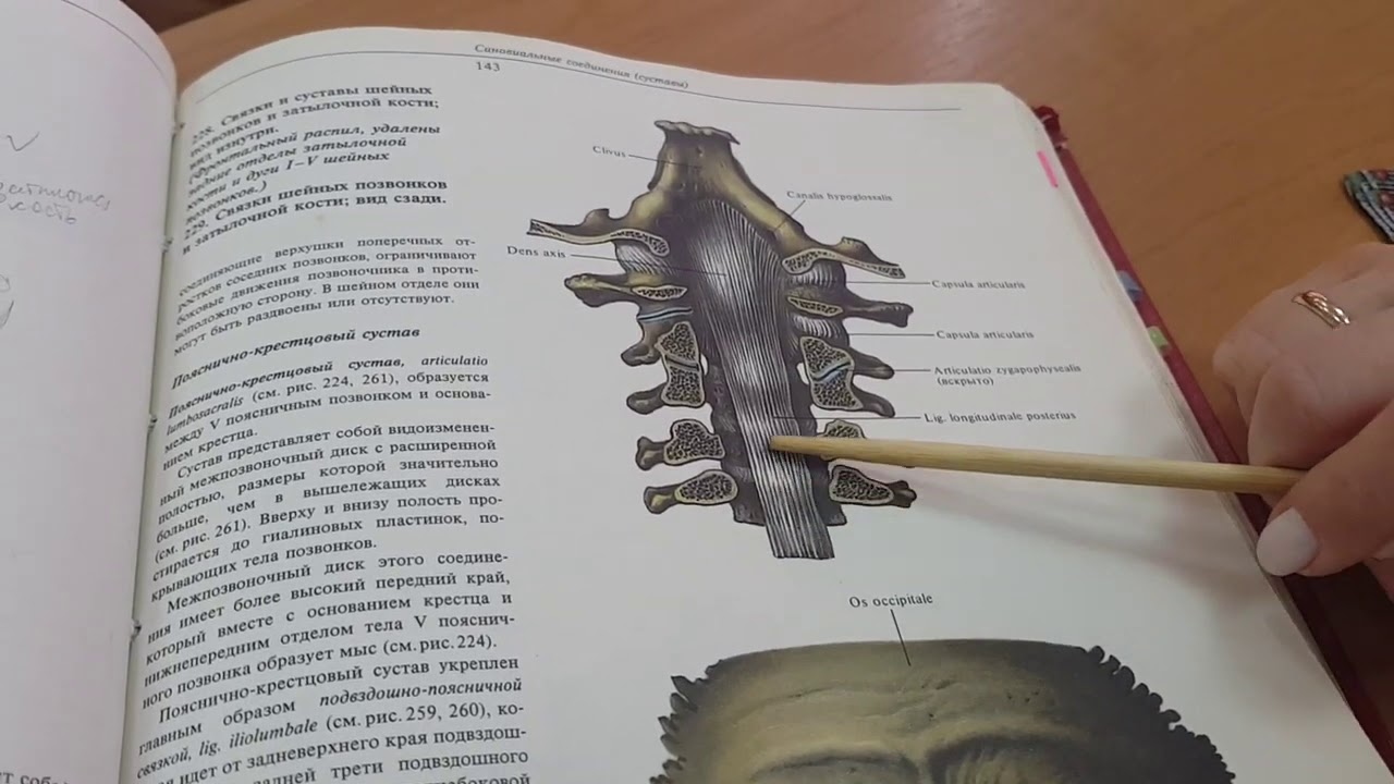 Osteology Topic 4 Articulations between the atlas and axis, atlas and ...