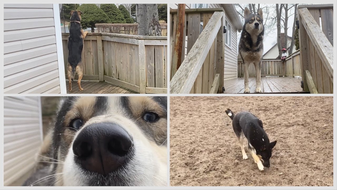 Dog's Senses: Hearing, Sight, Smell, Touch And Taste - YouTube