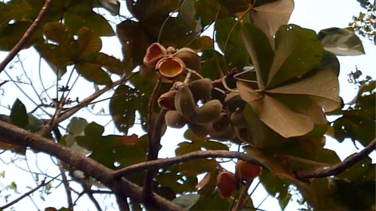 El árbol "camoruco" ('Sterculia apetala') / The "Panama" tree ...