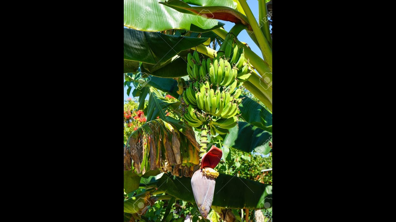 Bananen Pflanzen umtopfen Bananen samen vorbereiten #Pflanzen - YouTube