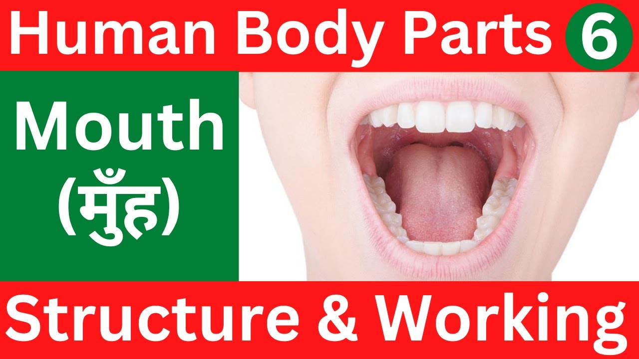Structure & Function of Human Mouth | मुँह क्या होता है? | Human Body ...