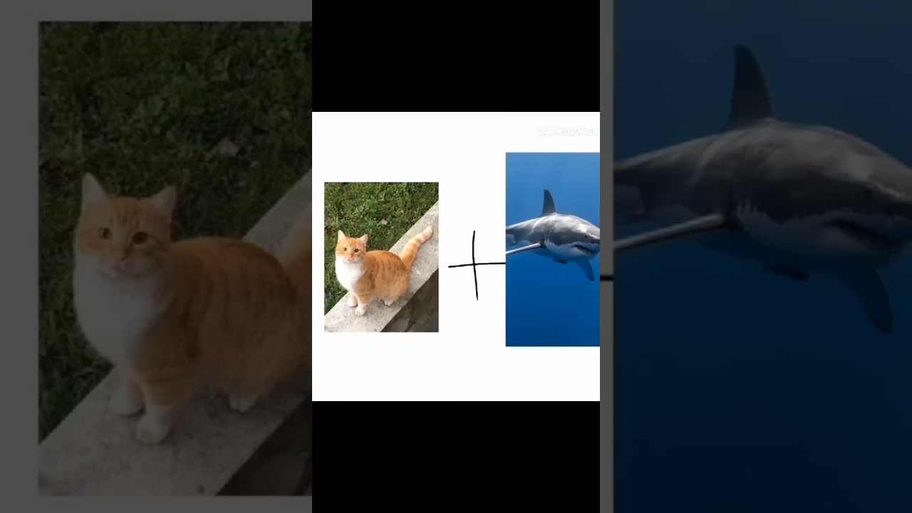 hiu makan kucing - YouTube