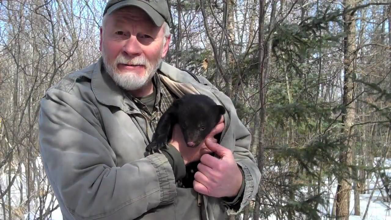DNR Black Bear Den Visit - YouTube