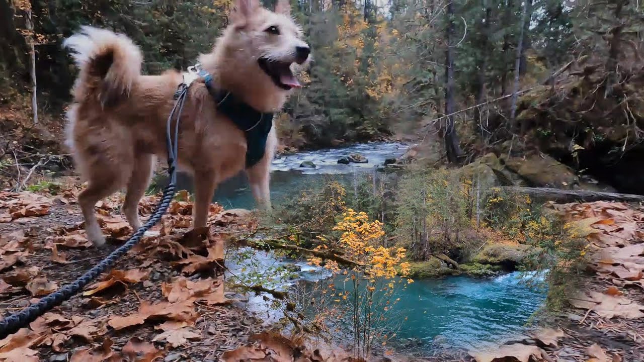 Dog Friendly Hikes of Washington Ranger Hole Olympic National Forest ...