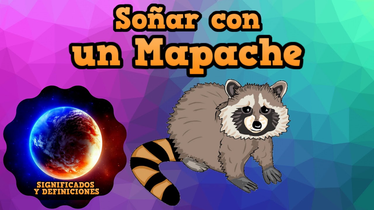 🔴 Que significa Soñar con un Mapache - Interpretación de mi Sueño con Mapaches - YouTube