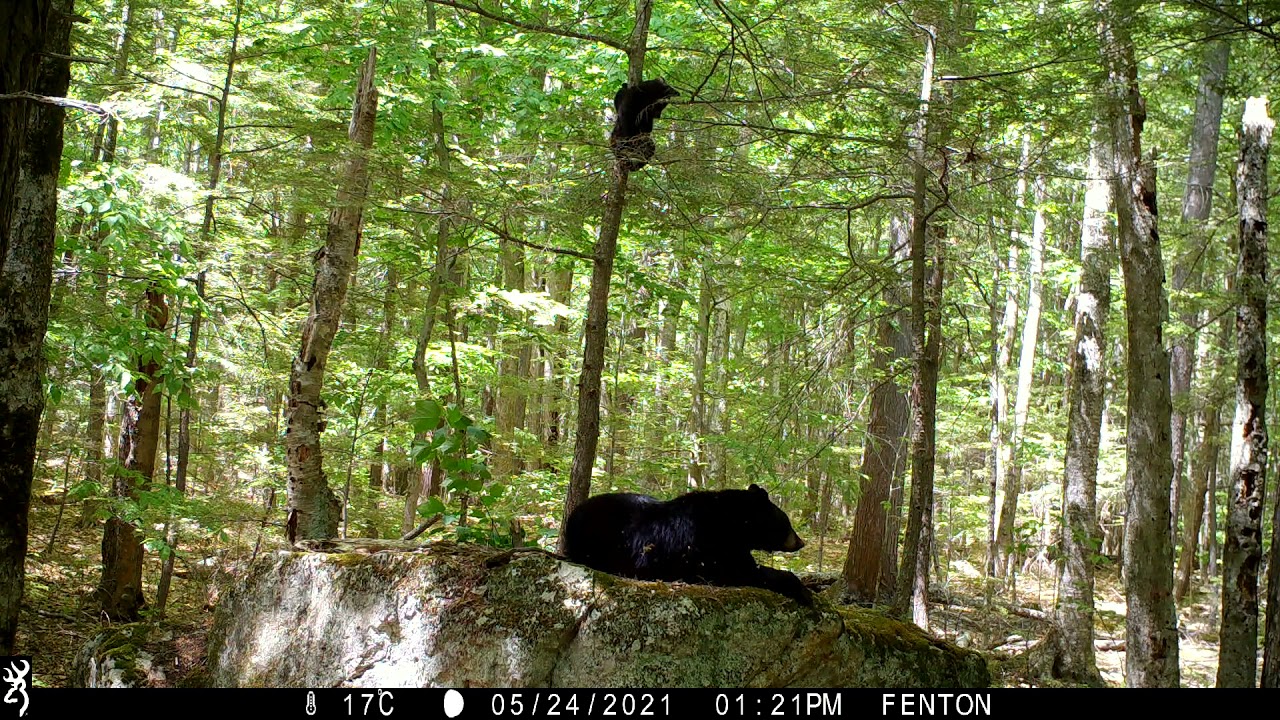 Tree climbing cub - looks like fun to me - YouTube