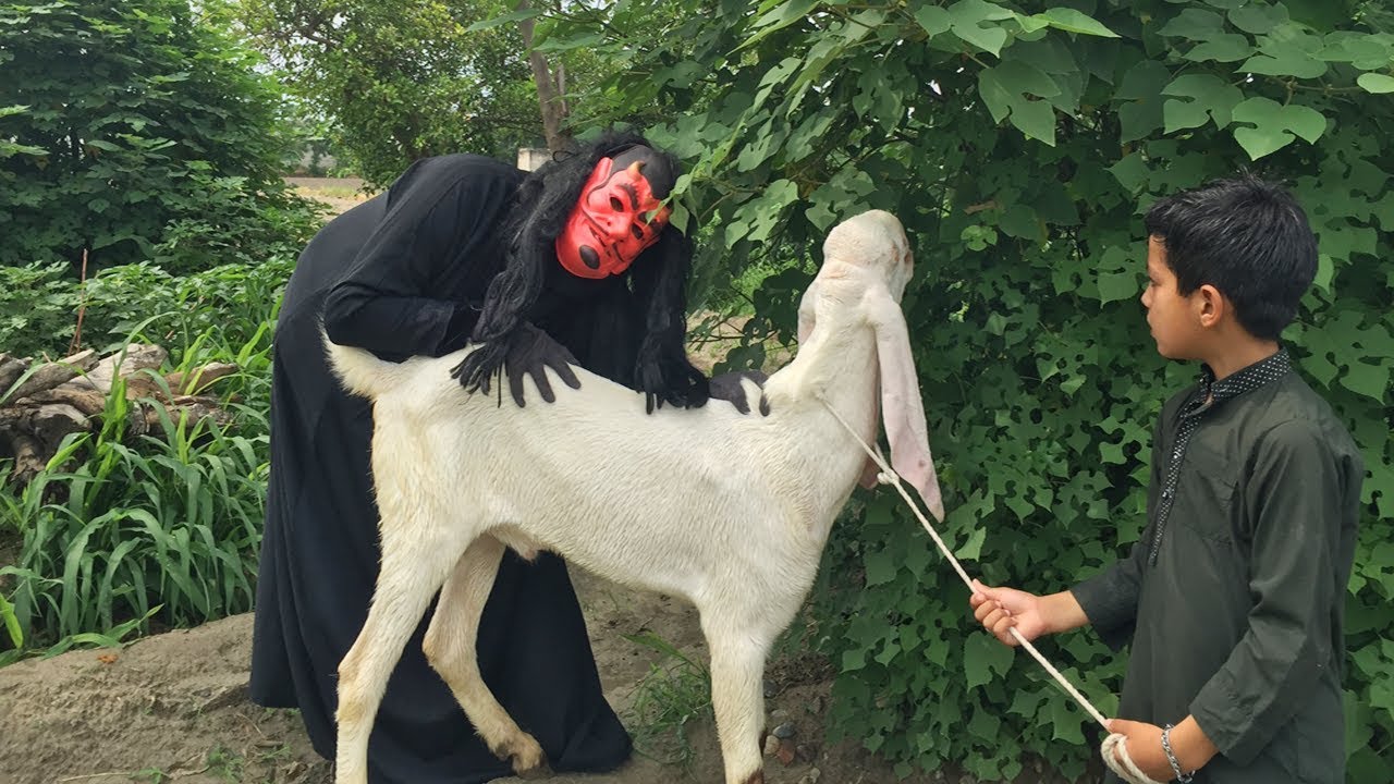 Shaitan Vs Bakra | Show Off Qurbani | Shaitan Vs Eid Ul Adha | ATTOCK ...