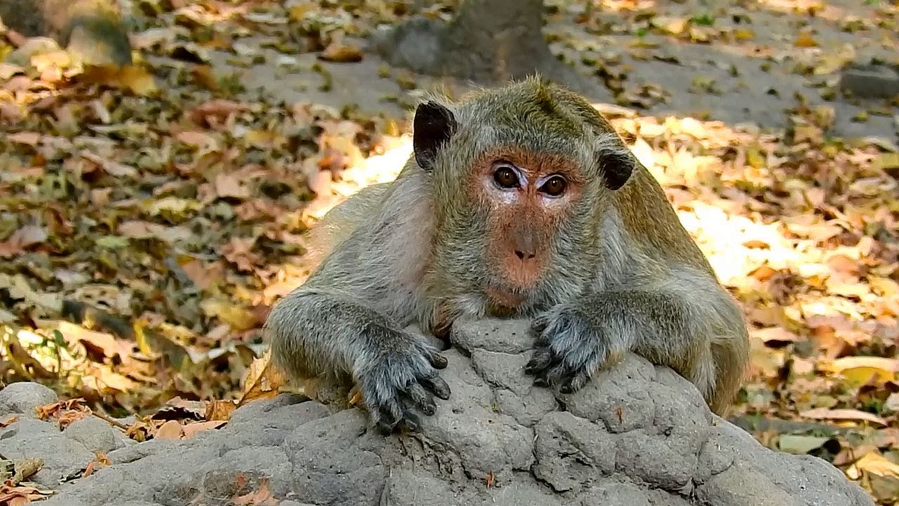 Update mama Lucy very oldest monkey in Amari troop | Great grandma ...