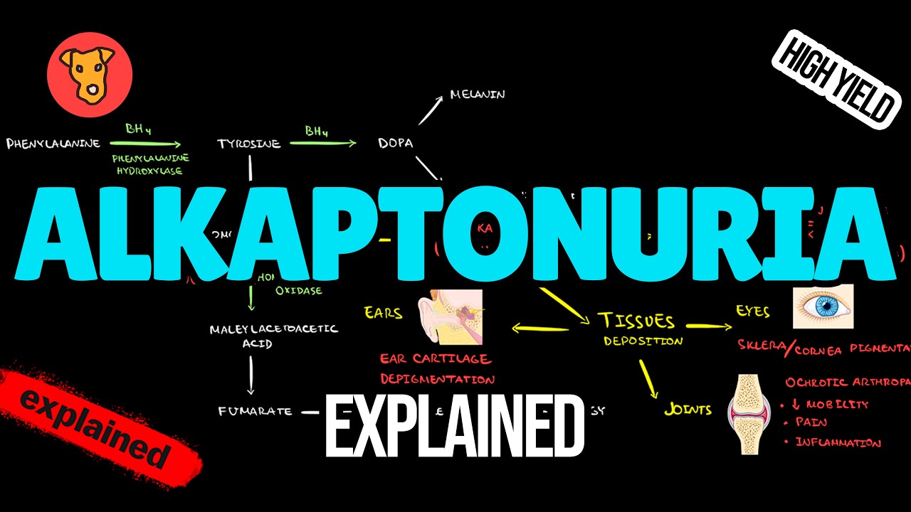 Alkaptonuria EXPLAINED: Pathogenesis, Symptoms & Biochemistry (USMLE ...