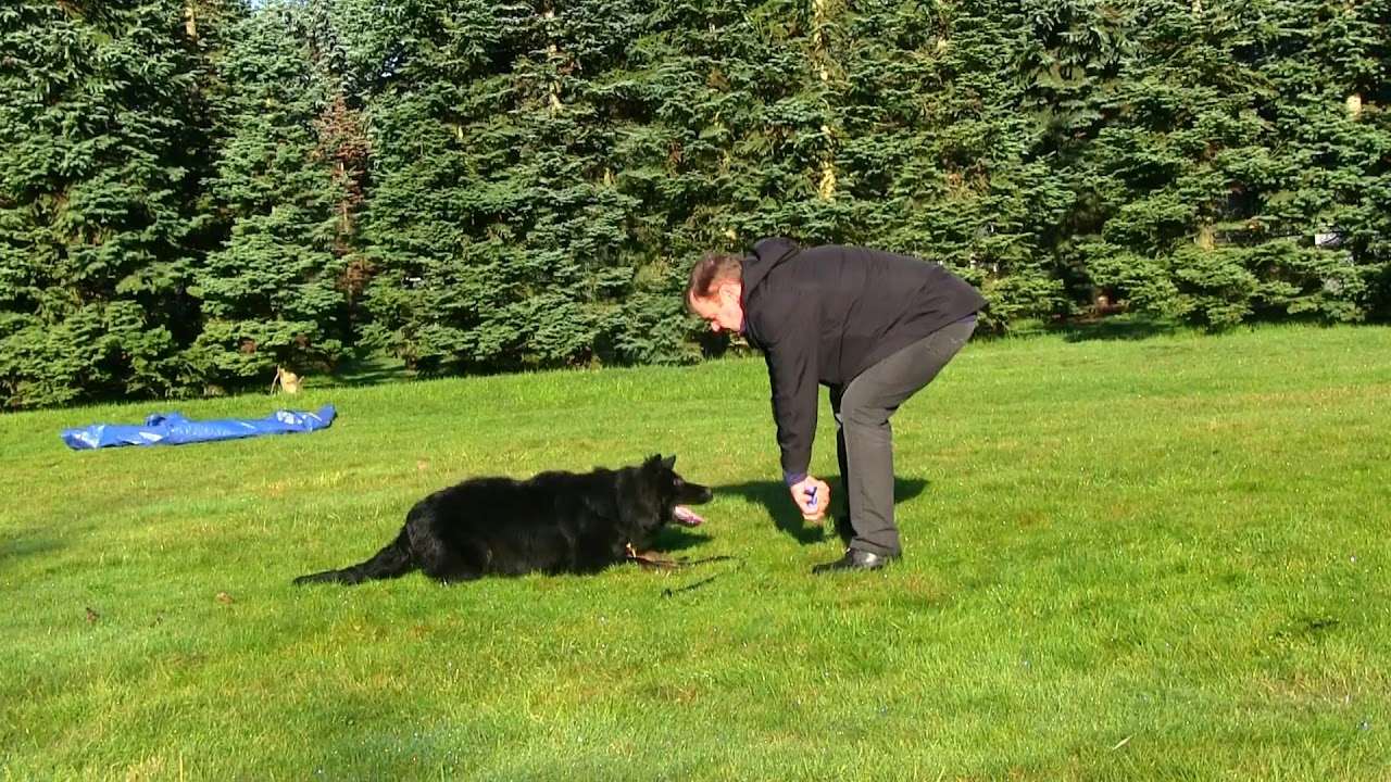 Calm to active behavior on command Kraftwerk K9 Training Tip - YouTube