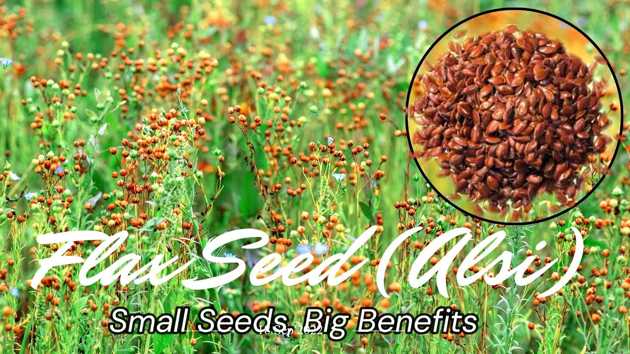 Flax Seed (Alsi) – The Amazing Medicinal Plant - YouTube