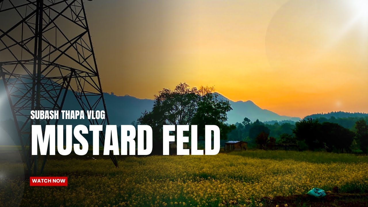 Tori bari Mustard Feld #dailyvlog #drone #mustard - YouTube
