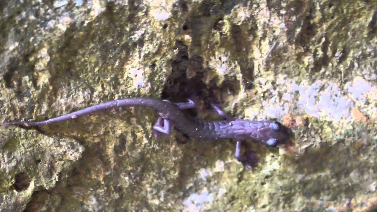 Cave salamander with amazing foot action - YouTube