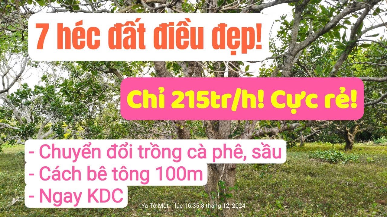 Bán đất điều đẹp .Rẽ, chuyển đổi trồng cây cf, sầu riêng - YouTube