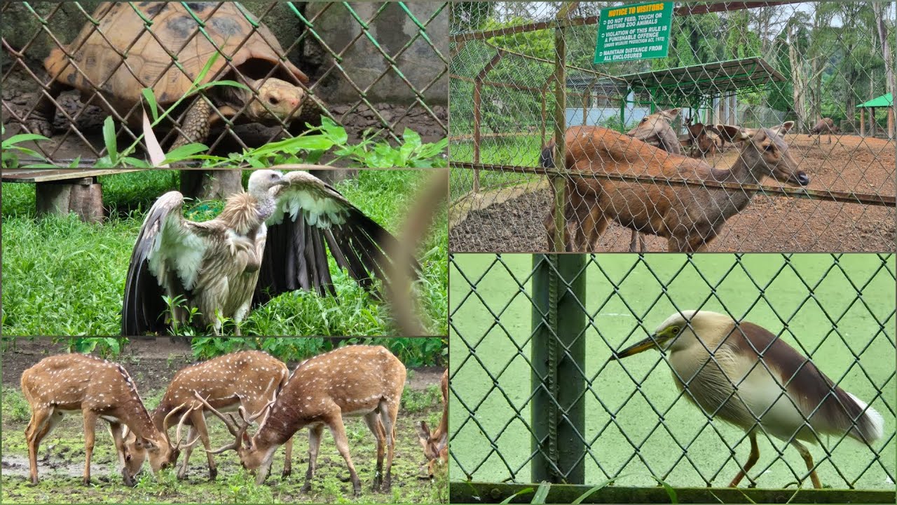 “We Are Going to Manipur Zoo 🐯 | Family Fun Vlog - YouTube